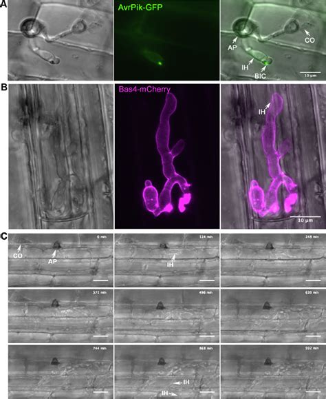 Visualisation Of The Expression Of Cytoplasmic And Apoplastic Effectors Download Scientific