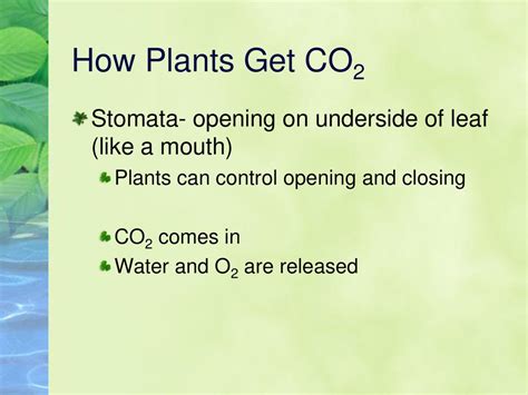 Photosynthesis Chapter Ppt Download