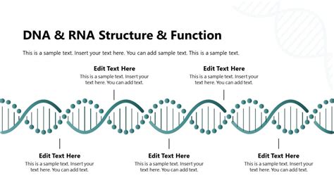 Rna And Rna Structure Slide Template Slidemodel
