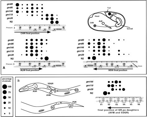 Neuronal Migrations And Axon Fasciculation Are Disrupted In Ina 1