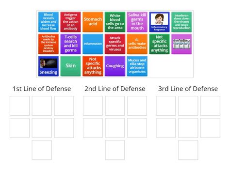 3 Lines Of Defense Immune System Group Sort