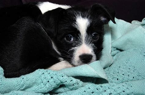 Basston Dog Breed Health Temperament Grooming Feeding And Puppies