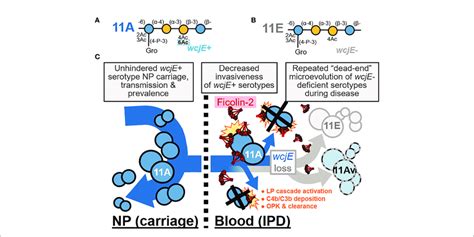 The Innate Capsule Specific Serological Protection Conferred By The