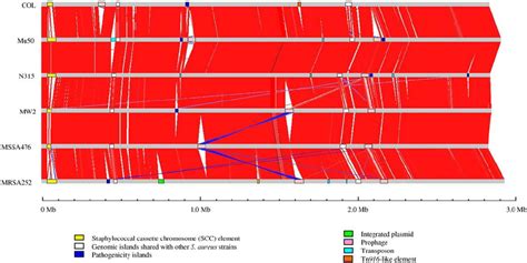 Comparison Of The Chromosomes Of Six Sequenced Staphylococcus Aureus Download Scientific