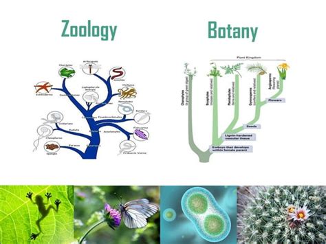 Lesson 1 Introduction To Biology PDF