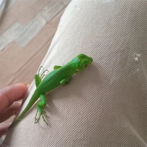 Aprendamos A Hablar NÁhuatl La Poeta Iraní Parnia Abassi De 23 Años Murió Ayer En Un