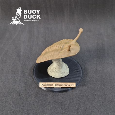 Free 3d File Asaphus Kowalewskii Trilobite 🖨️ ・3d Printer Design To