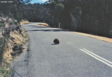 Wombat Album On Imgur