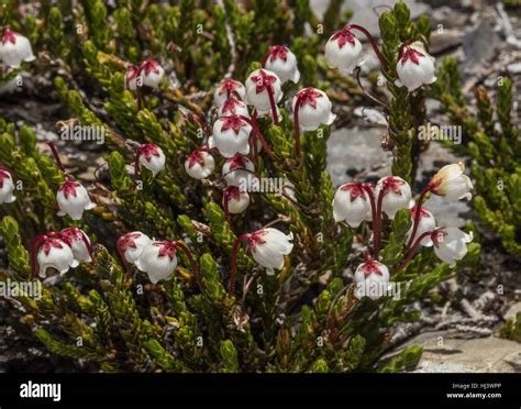 White Mountain Heather Cassiope Mertensiana In Flower In The High