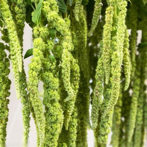 Amaranthus Trailing Green X 10 Stems Premium British Flowers Direct