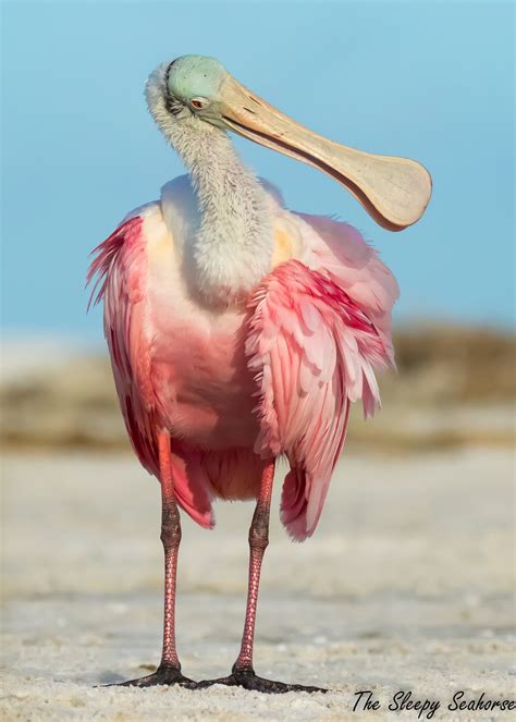 Roseate Spoonbill Bird Photography Florida Birds Pink Bird Nature