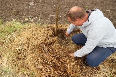 Быстродействующее удобрение – Энциклопедия домовладельца
