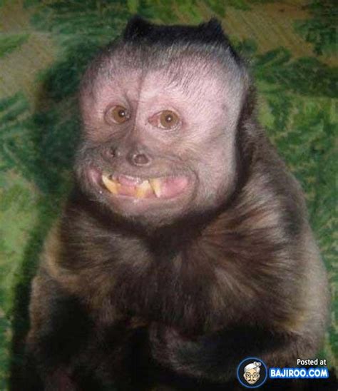 Crazy Monkey