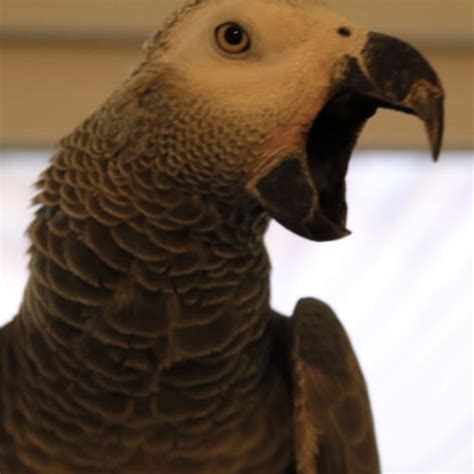 How Many Words Can An African Grey Parrot Learn