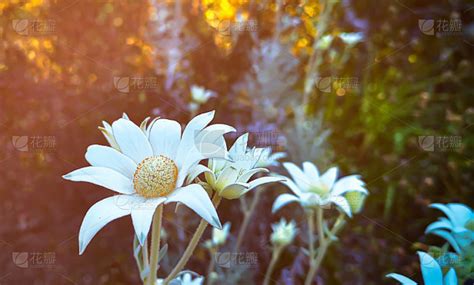 澳大利亚本土的白色法兰绒花。