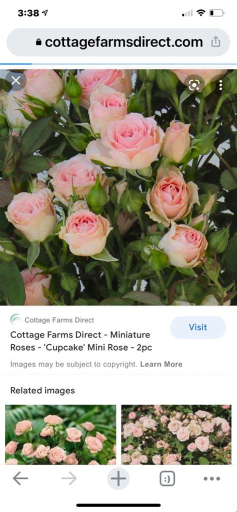 Miniature Roses Winn Dixie Mini Roses Rose Cupcakes Rose