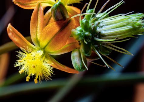 Bulbine Flowers Poster Picture Metal Print Paint By Rowanart