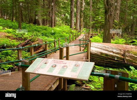 Interpretive Board Along Hemlock Grove Trail Glacier National Park