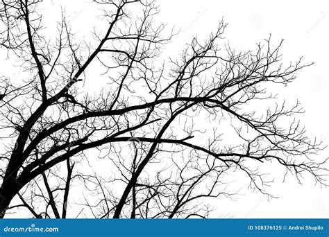 Naked Tree Branches On A White Background Stock Image Image Of Naked Design 108376125