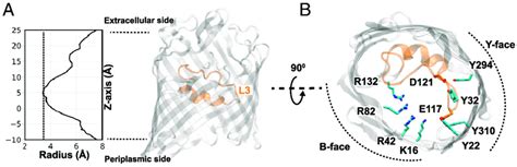 Structural Features Of Ompf In E Coli A The Monomeric Radius