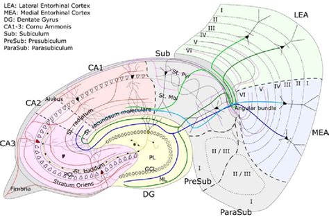 Neuro Science Sharetechnote