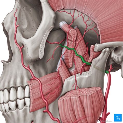 Anatomy Of Maxilla
