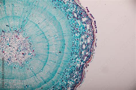 Cross Section Dicot Monocot And Root Of Plant Stem Under The Microscope For Classroom Education