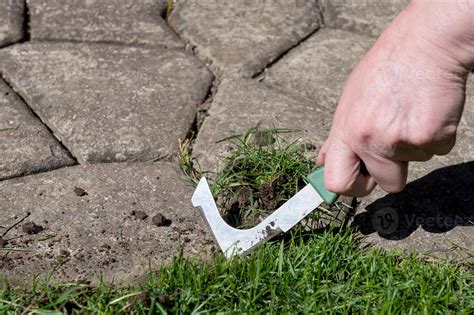 Removing Grass In Paving Slabs On The Street A Tool For Removing The