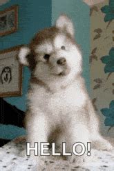 Hi Puppy S Tenor