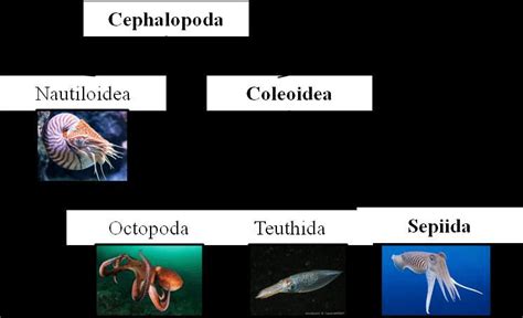 Classification Phylogénétique Simplifiée Des Céphalopodes Download Scientific Diagram