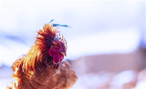 芦花鸡图片素材 芦花鸡设计素材 芦花鸡摄影作品 芦花鸡源文件下载 芦花鸡图片素材下载 芦花鸡背景素材 芦花鸡模板下载 搜索中心