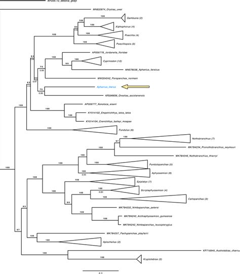 phylogenetic tree rendered by maximum likelihood and bayesian inference