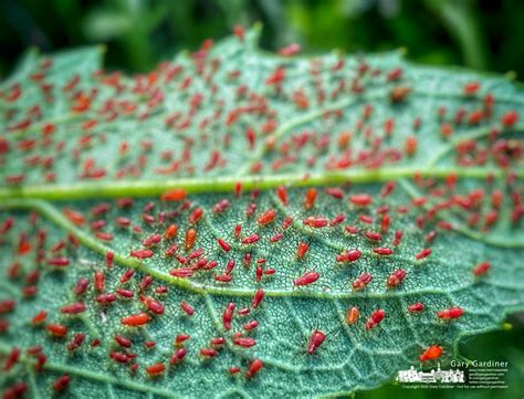 Red Aphid