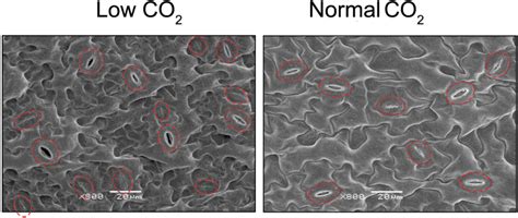 How To Calculate Stomatal Density Calculator Gwk