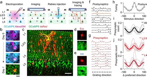 Tracing The Excitatory And Inhibitory Neurons Presynaptic To Target