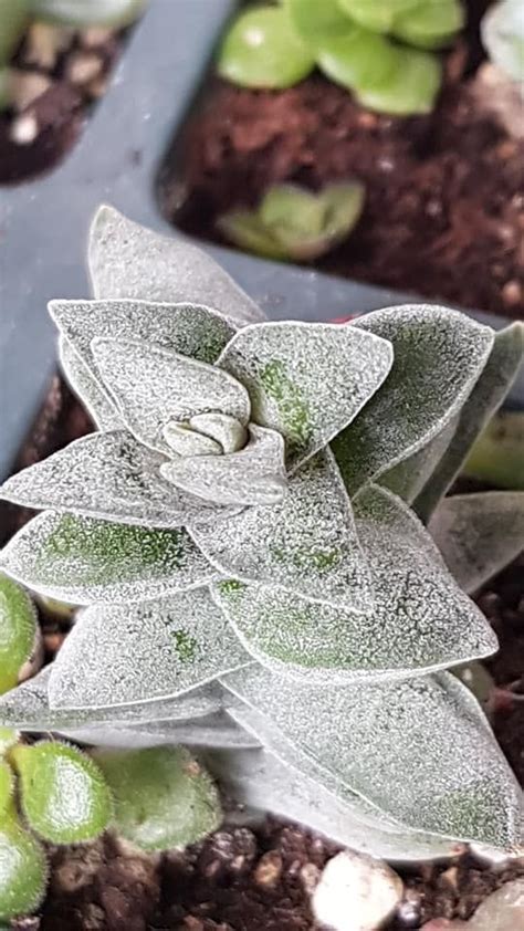 Crassula Perfoliata Var Minor