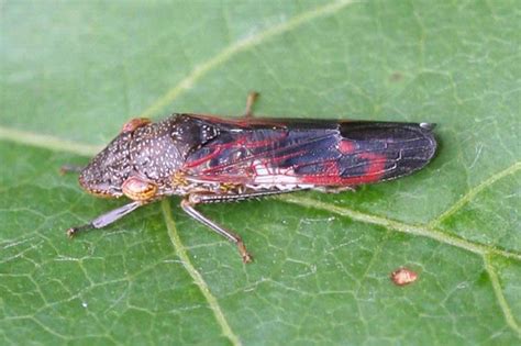 How To Identify And Manage Glassy Winged Sharpshooters