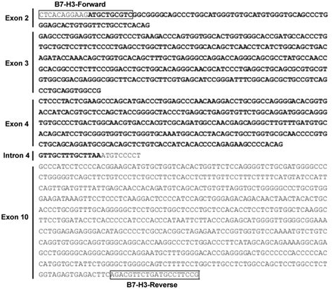 The Complete Nucleotide Sequence Is Shown The Boxed Sequences Are The Complete Nucleotide Sequence Is Shown The Boxed Sequences Are