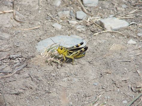 Grilo Inseto Besouro Foto Gratuita No Pixabay Pixabay