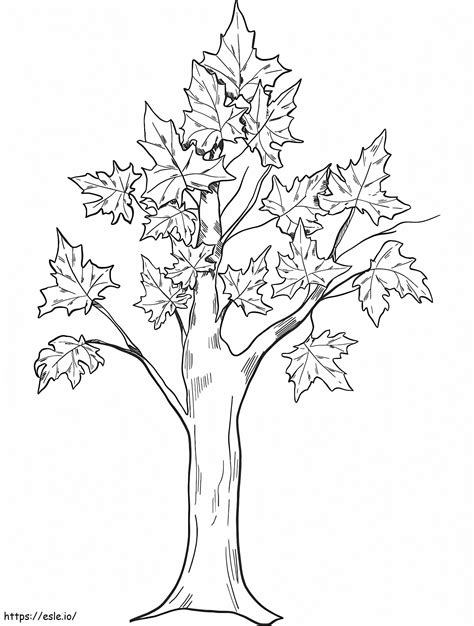 Printable Fall Tree Coloring Page