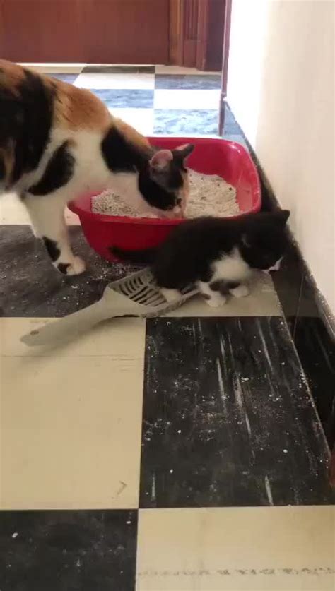 Teaching Moment Instructions Unclear Album On Imgur