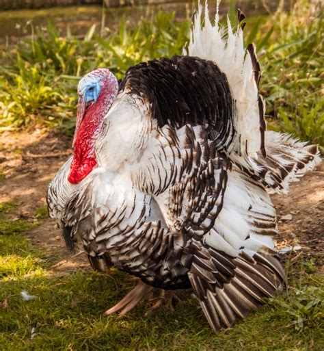 White Turkey Bird