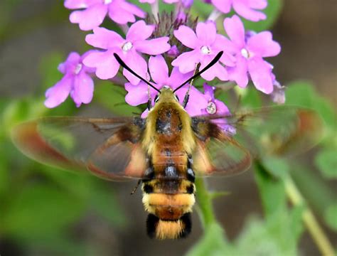 Hemaris Diffinis Bugguide Net