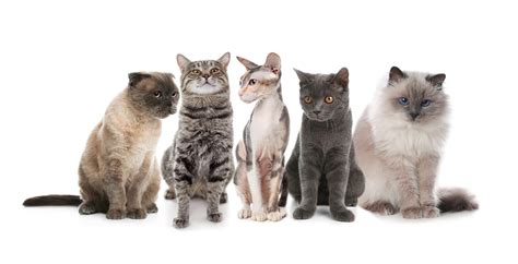 Different Types Of Cats The Different Cat Breeds Advanced New Breeds