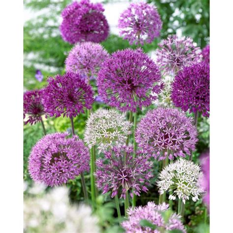 Allium Fantasia Superglobe Simply Classy Mix Pack Of 12