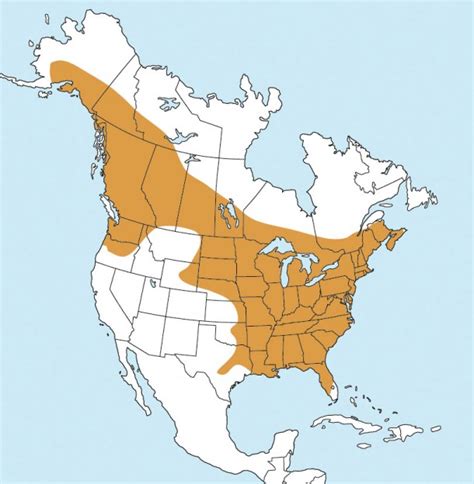 Hemaris Thysbe Approximate Range Music Of Nature