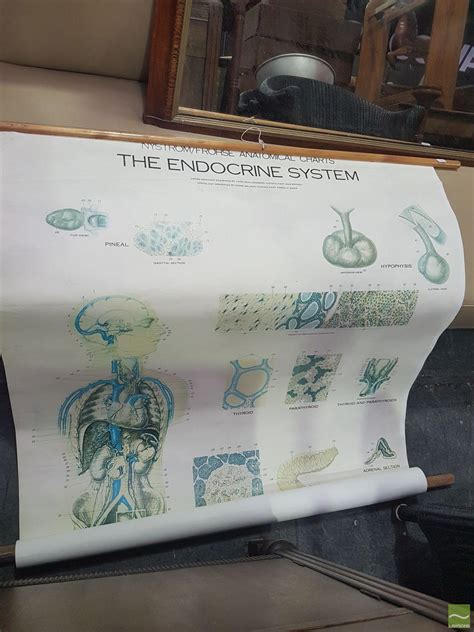 Lot Human Anatomy Wall Chart Of The Endocrine System