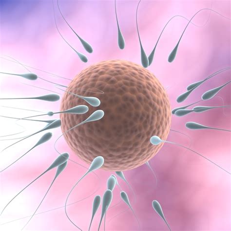 Recognise The Process Of Fertilisation Worksheet Edplace