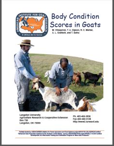Body Condition Scoring For Goats | On Pasture