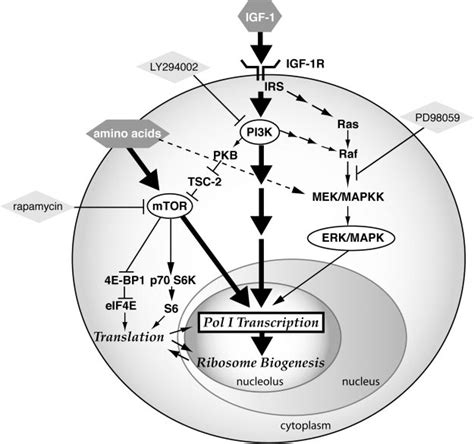 Signaling Pathways Which Control Cellular Growth And Cell Proliferation